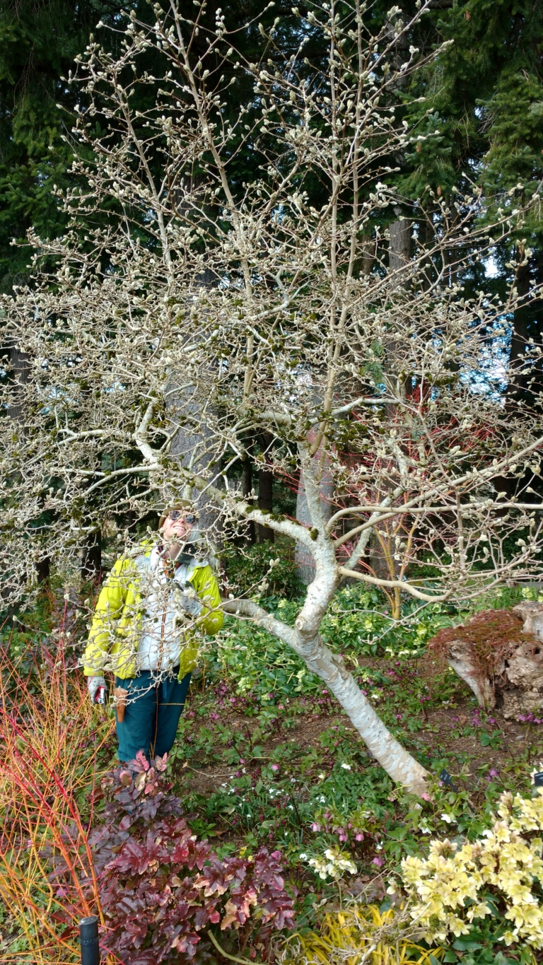 Tree Defects and Biomechanics - Horticulture Centre of the Pacific
