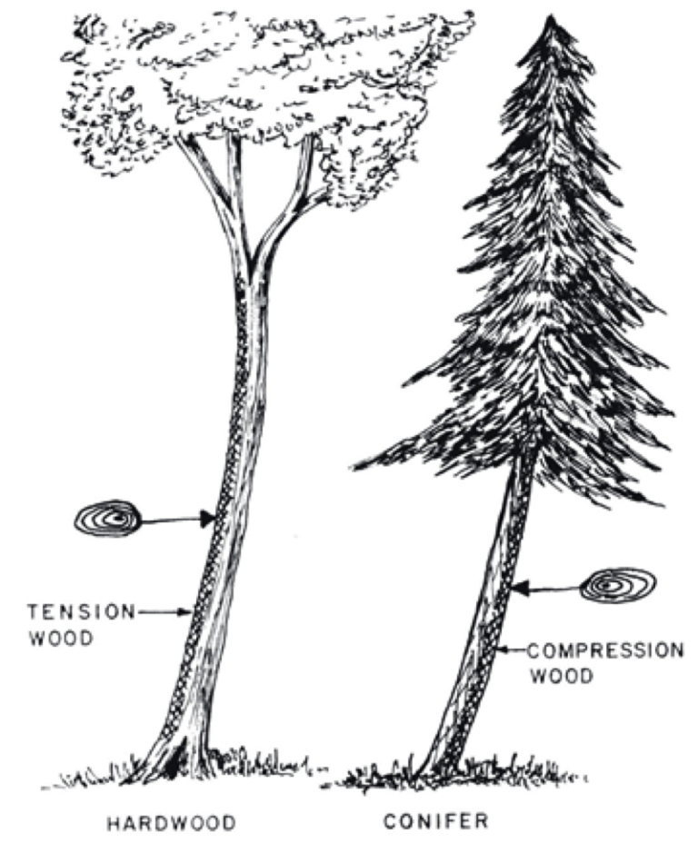 Tree Defects and Biomechanics - Horticulture Centre of the Pacific