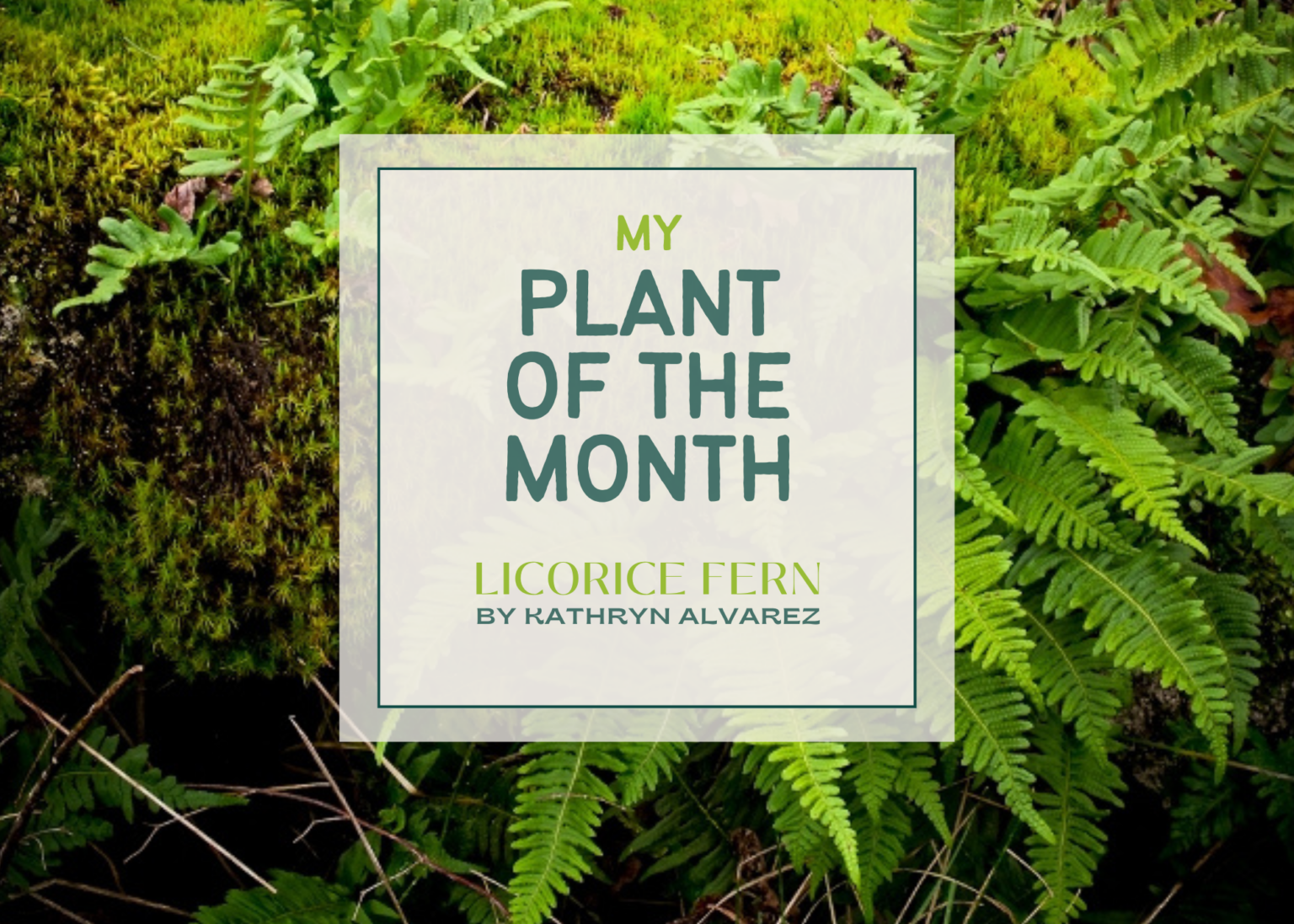 My Plant of the Month - Licorice Fern by Kathryn Alvarez - Horticulture ...