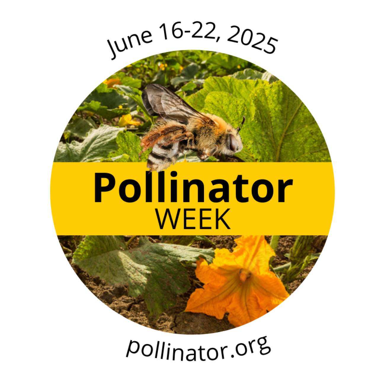 HCP Kids - Pollinator Day - Horticulture Centre of the Pacific